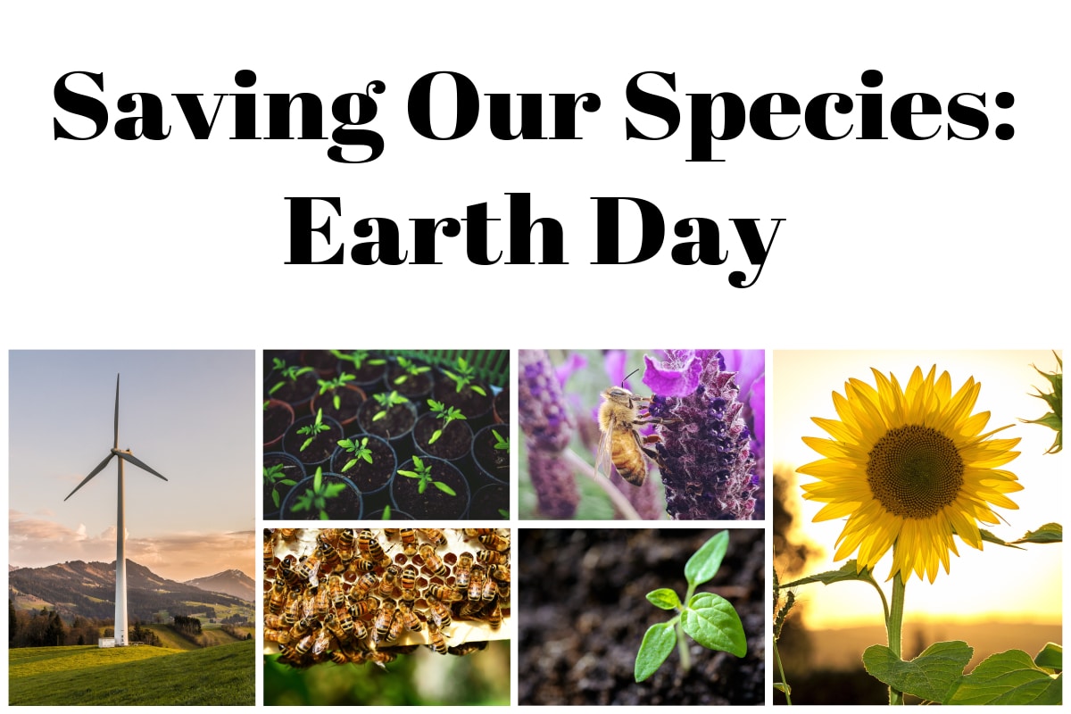 Save Our Species: Earth Day 2019 and all about bees - GreatNews.Life